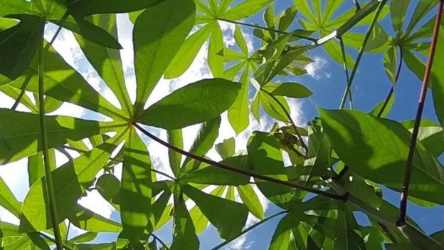 Genetic breakthrough: Crops use more sunlight to grow