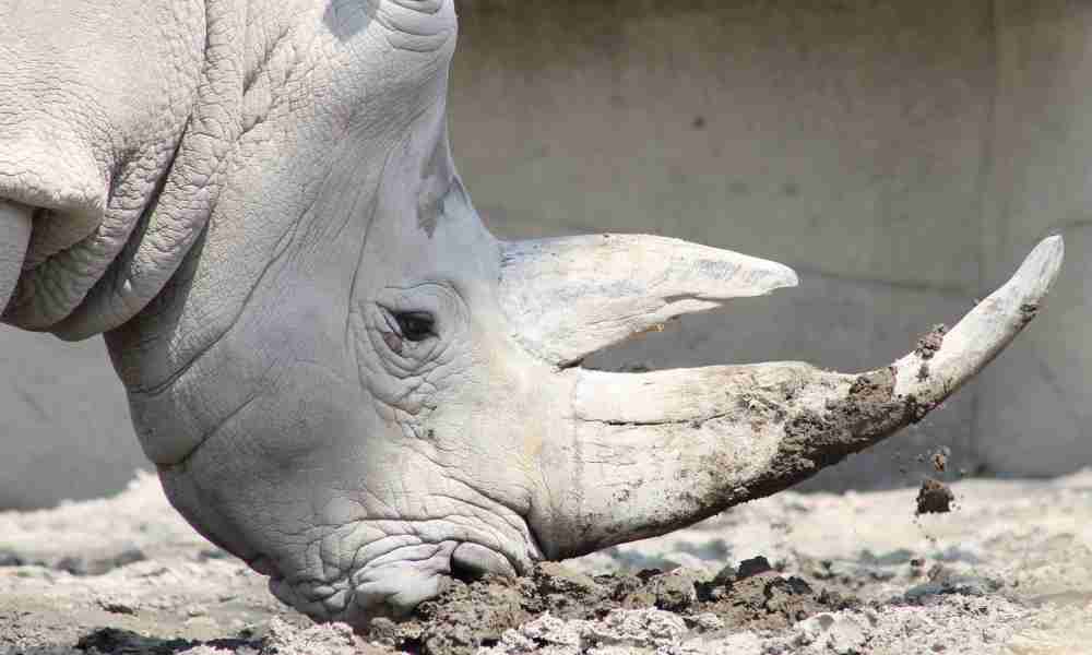 EXTINCTION: 6 AMAZING ANIMALS BROUGHT BACK FROM EXTINCTION. - Buddy ...