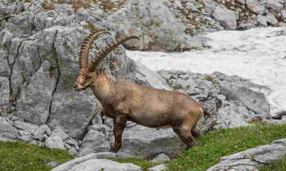 EXTINCTION: 6 AMAZING ANIMALS BROUGHT BACK FROM EXTINCTION. - Buddy ...