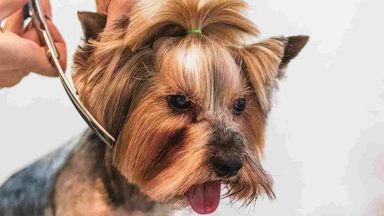 Ultimate guide for dogs: How to Care for Your Beloved Dog - Buddy ...