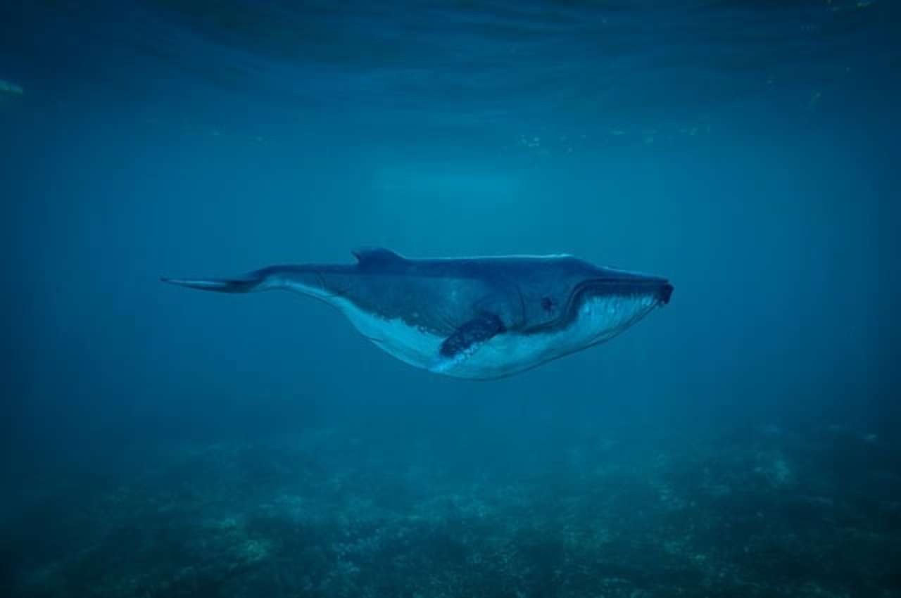 Blue Whale Challenge: Unraveling the Surprising Dark Challenges of the ...