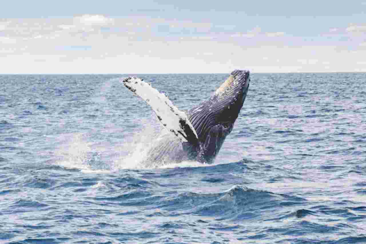 Blue Whale Challenge: Unraveling the Surprising Dark Challenges of the ...