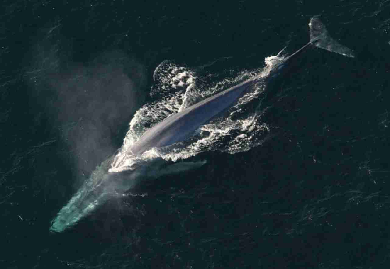 Blue Whale Challenge: Unraveling the Surprising Dark Challenges of the ...