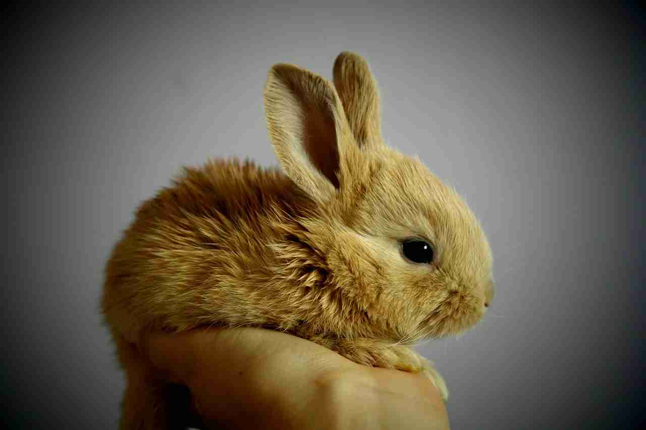 10 BEST ANIMALS TO PET - Buddy Choice Articles
