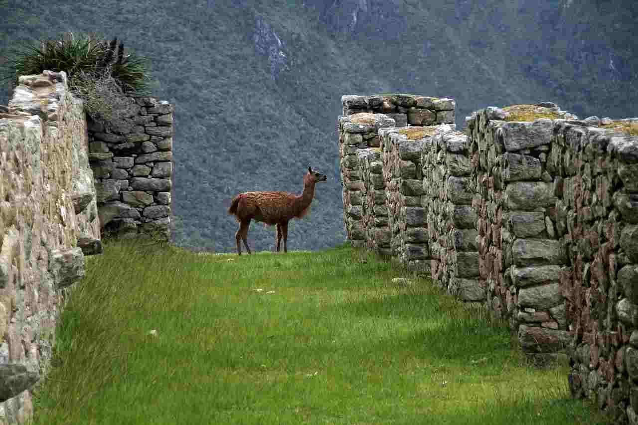 MACHU PICCHU: THE MYSTERIES OF THE LOST INCA CITY - Buddy Choice Articles