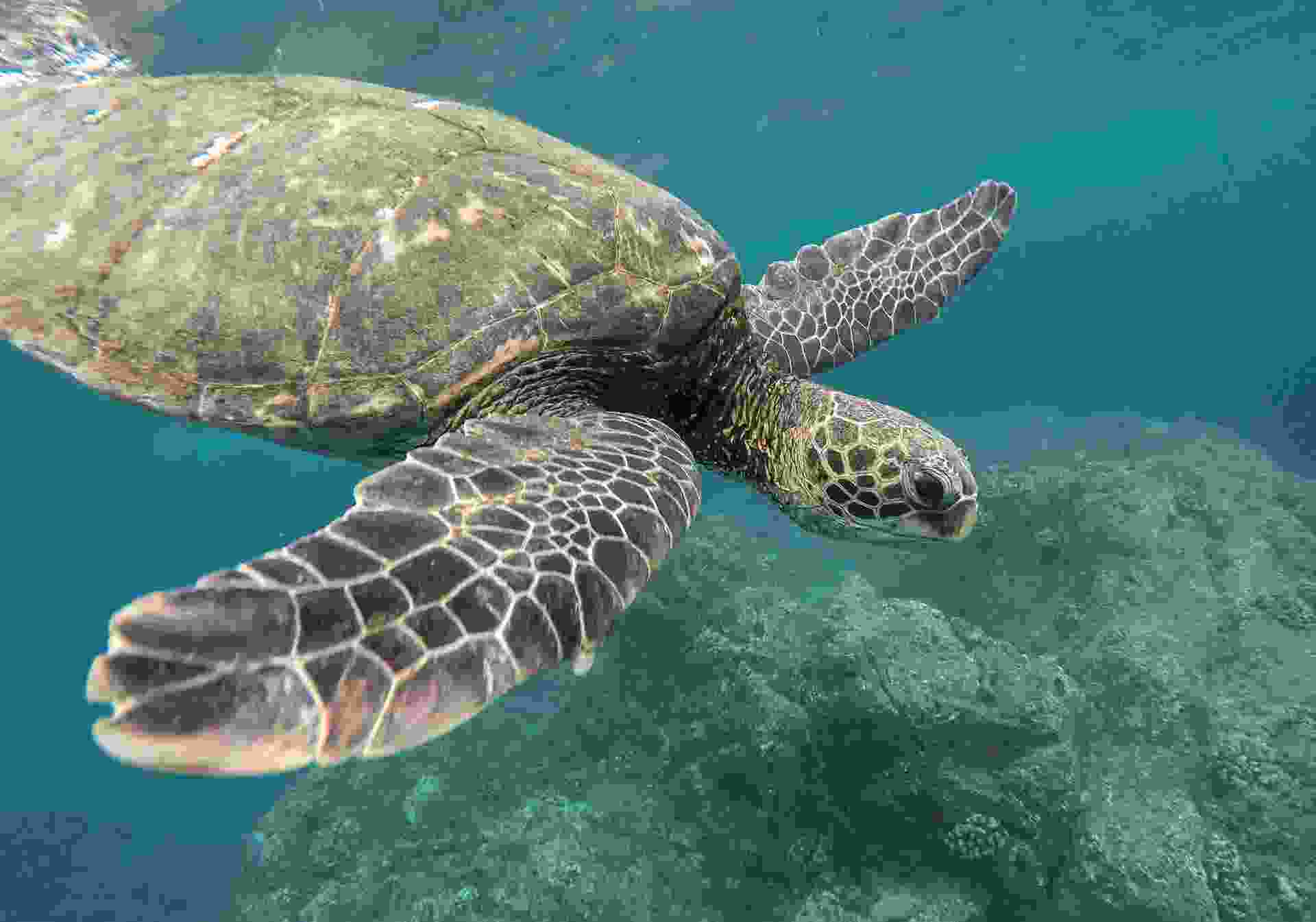 MAJESTIC POWER OF TURTLES: A JOURNEY INTO THE EXTRAORDINARY WORLD OF ...