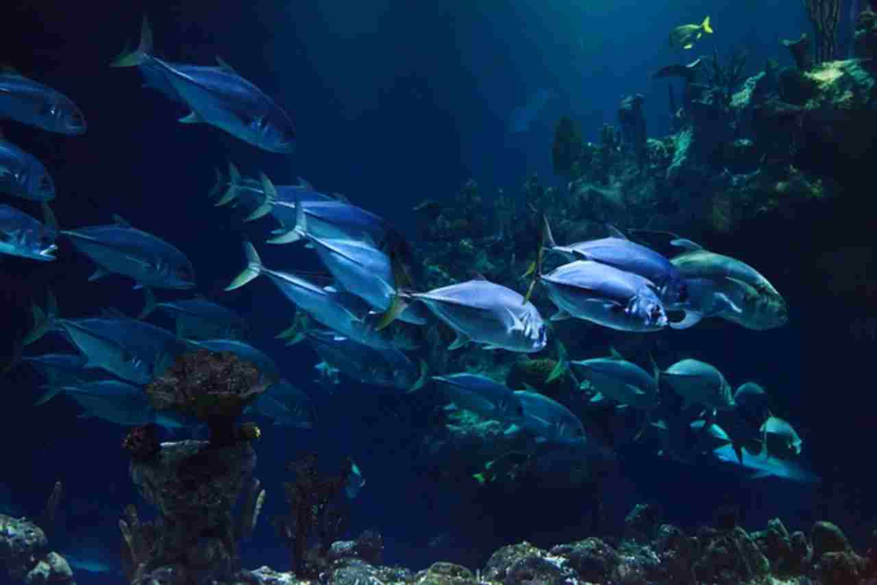 Exploring the Significance of the Thermocline in Earth's Oceans, 20 ...
