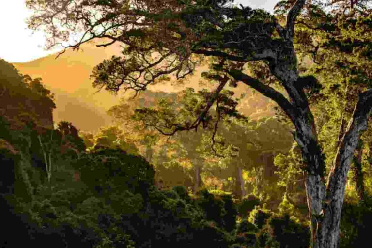 Sandbox Tree: 20 Facts About the World's Most Dangerous Tree - Buddy ...