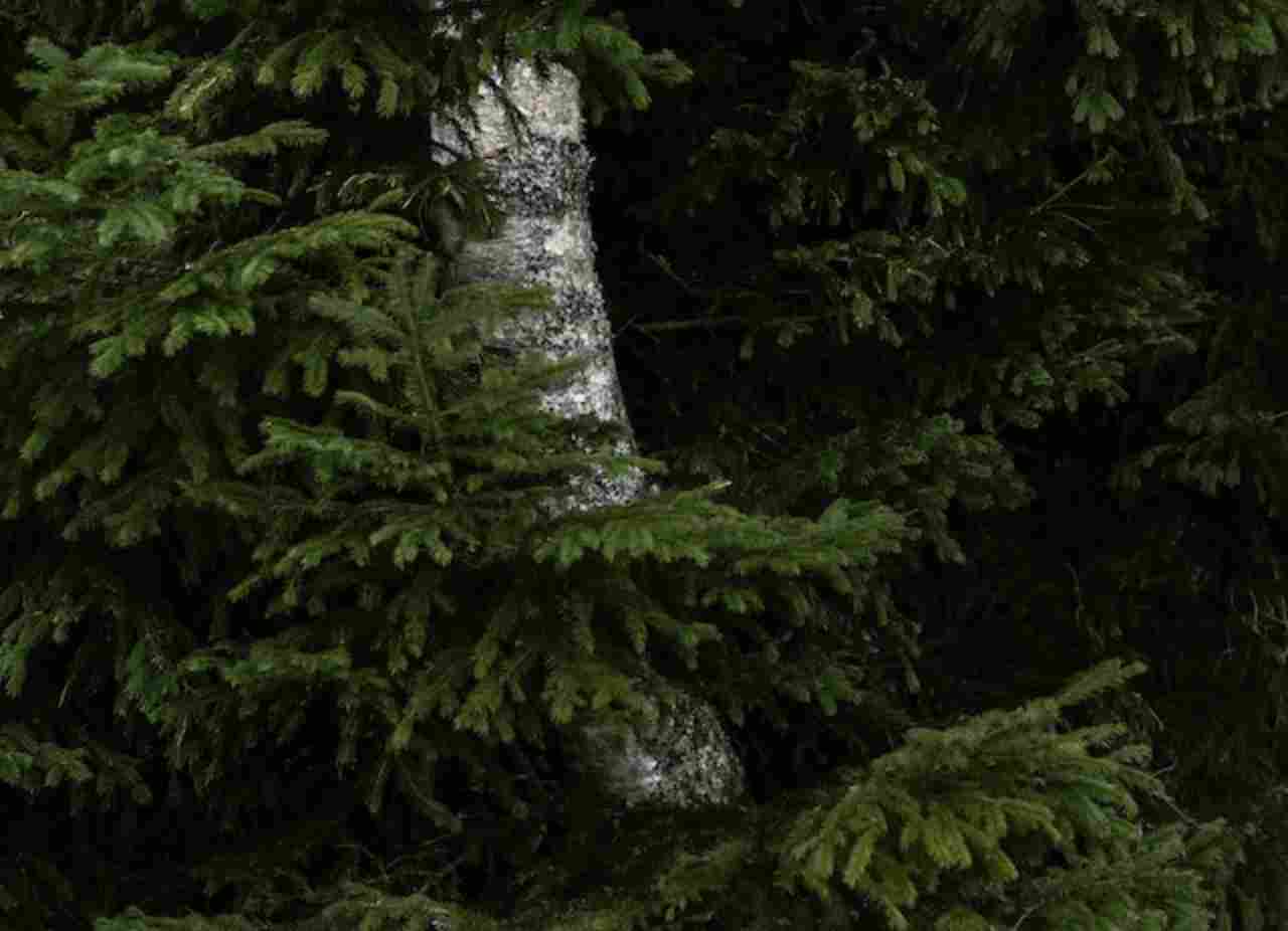 Unlocking the Power of Metaphors: The Best Metaphors for Growth - Buddy ...