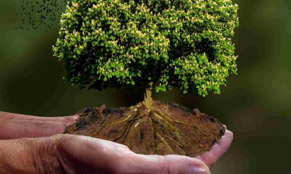 How to Save Trees - Buddy Choice Articles