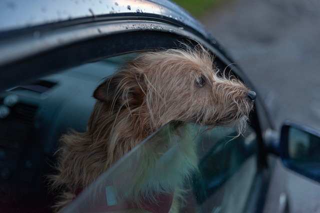 How to Travel a Long Distance with a Dog : Great Guide - Buddy Choice ...